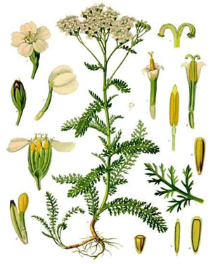 Yarrow (Achillea millefolium) – Project Food Forest