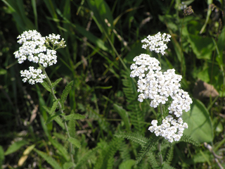 Yarrow (Achillea millefolium) – Project Food Forest