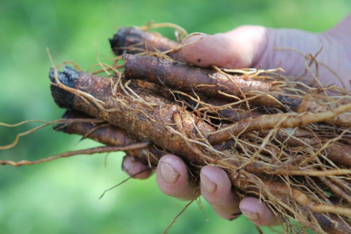 burdock-root1 – Project Food Forest