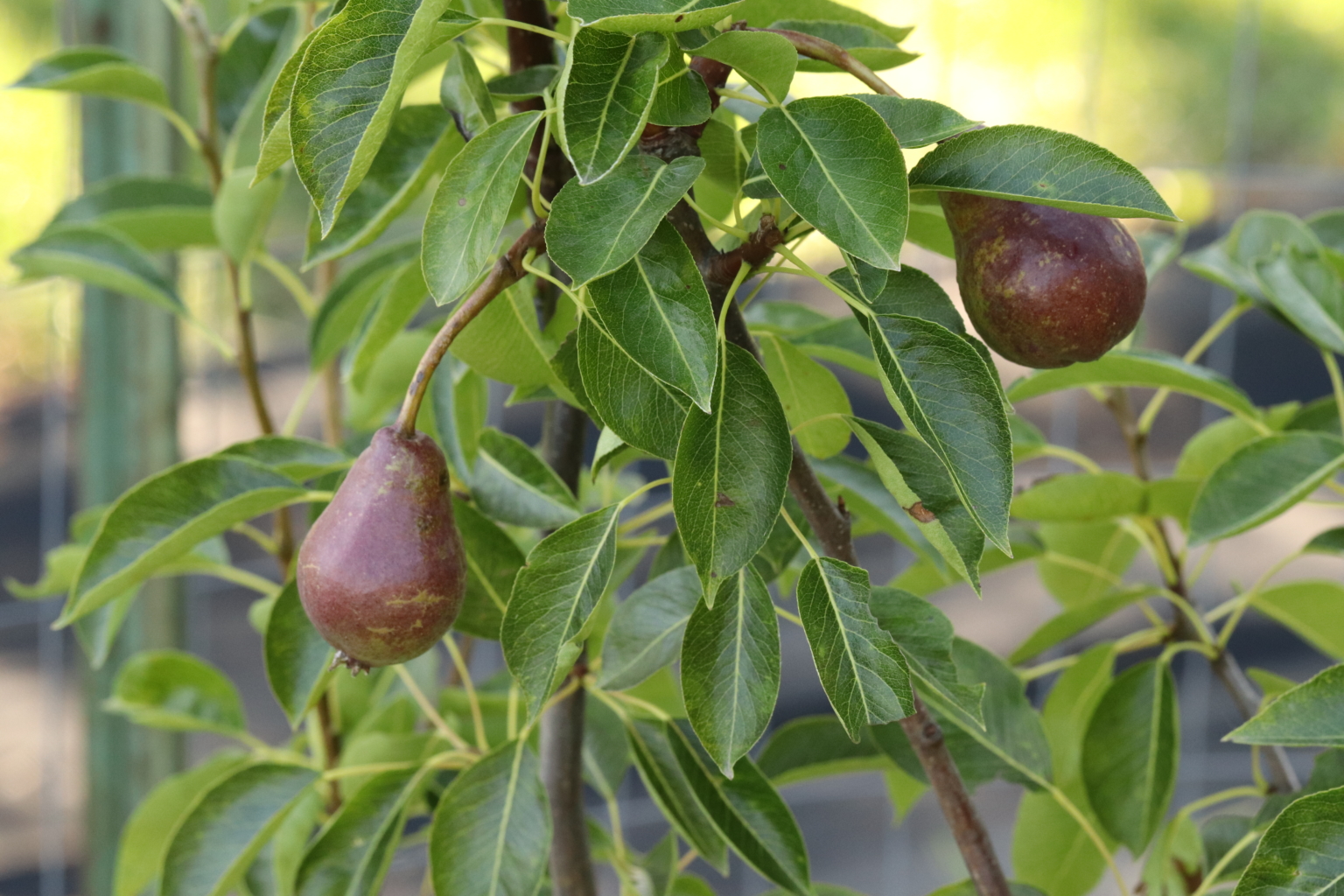 What is a Food Forest? – Project Food Forest