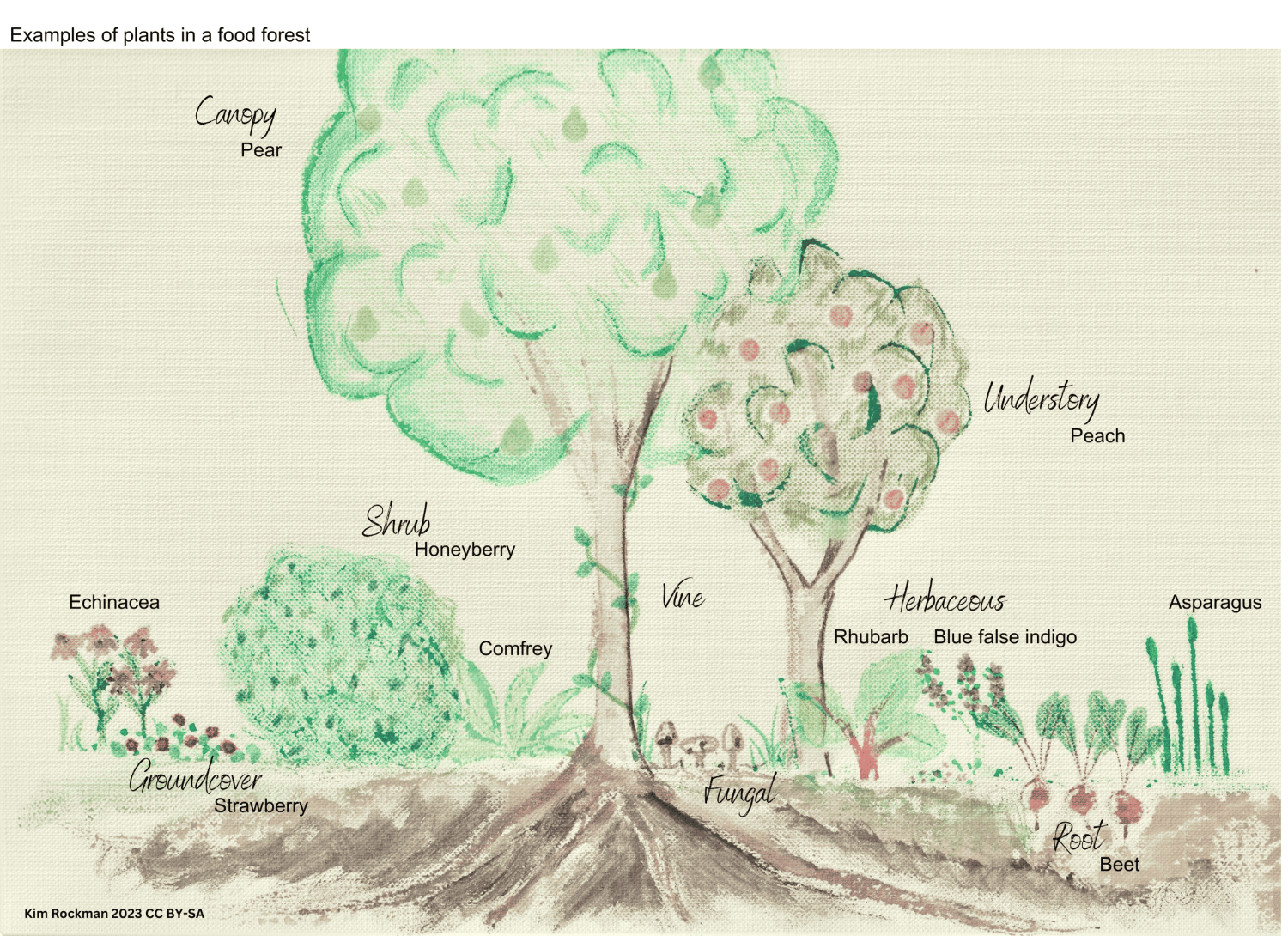 What is a Food Forest? – Project Food Forest